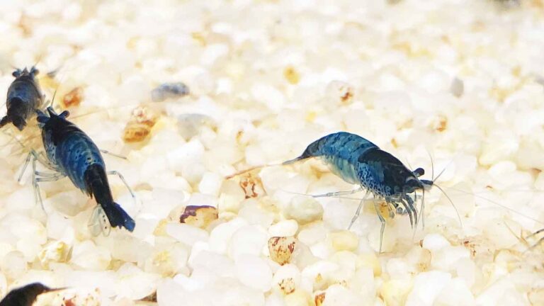 Blue Dream Shrimp: The Most Complete Guide