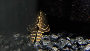 Clown Pleco: Care, Size, Diet, Lifespan, And More!