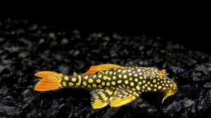 Sunshine Pleco (L014 Pleco): Care, Size, Lifespan, Breeding, and More