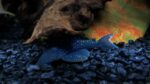 Blue Phantom Pleco (L128 Pleco) Care Guide: Size, Lifespan, Breeding ...