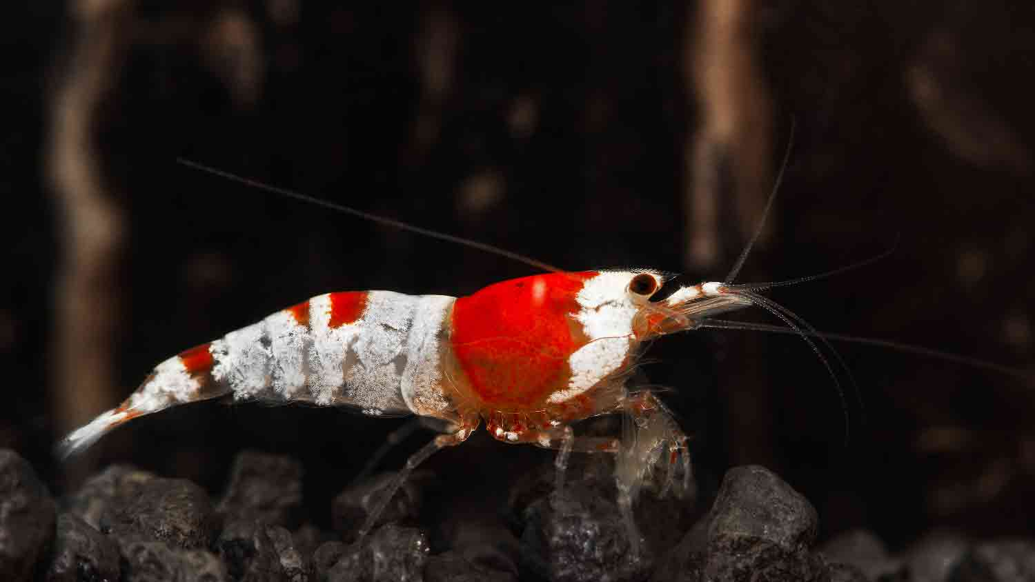 Caridina Shrimps: The Right Way To Keep Them Happy