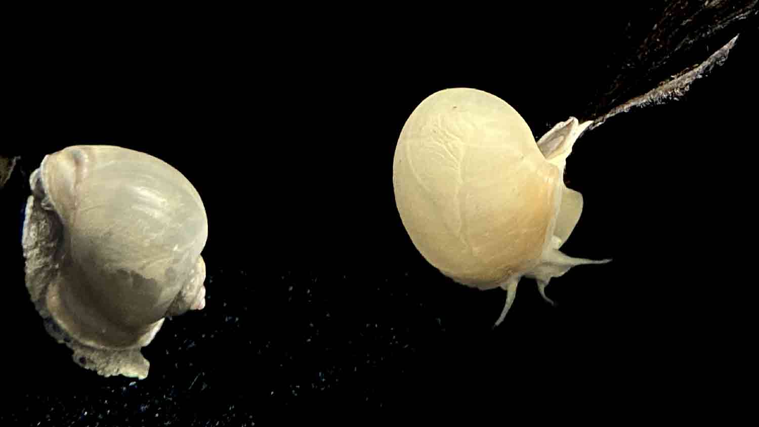 13 Best Types Of Freshwater Aquarium Snails