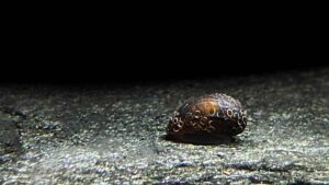 Nerite Snails: Care, Diet, Calcium, Breeding & More