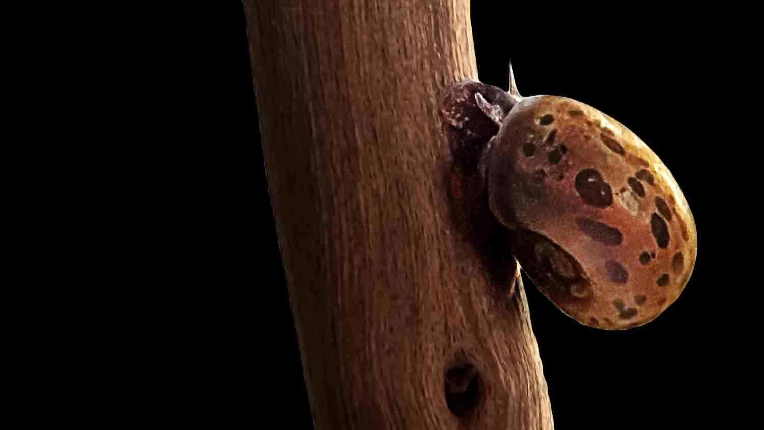 Ramshorn Snail: Care, Diet, Breeding, Calcium & More