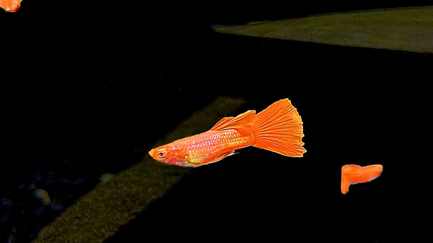 Guppy Fish: Care, Lifespan, Diet, Breeding & More