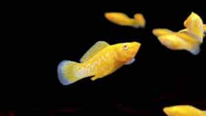 Molly Fish: Care, Lifespan, Diet, Breeding & More