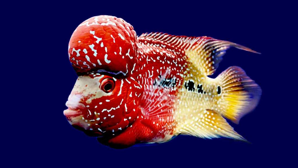 Red Dragon Flower Horn Fish