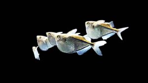 Hatchetfish: Care, Size, Lifespan, Diet & More